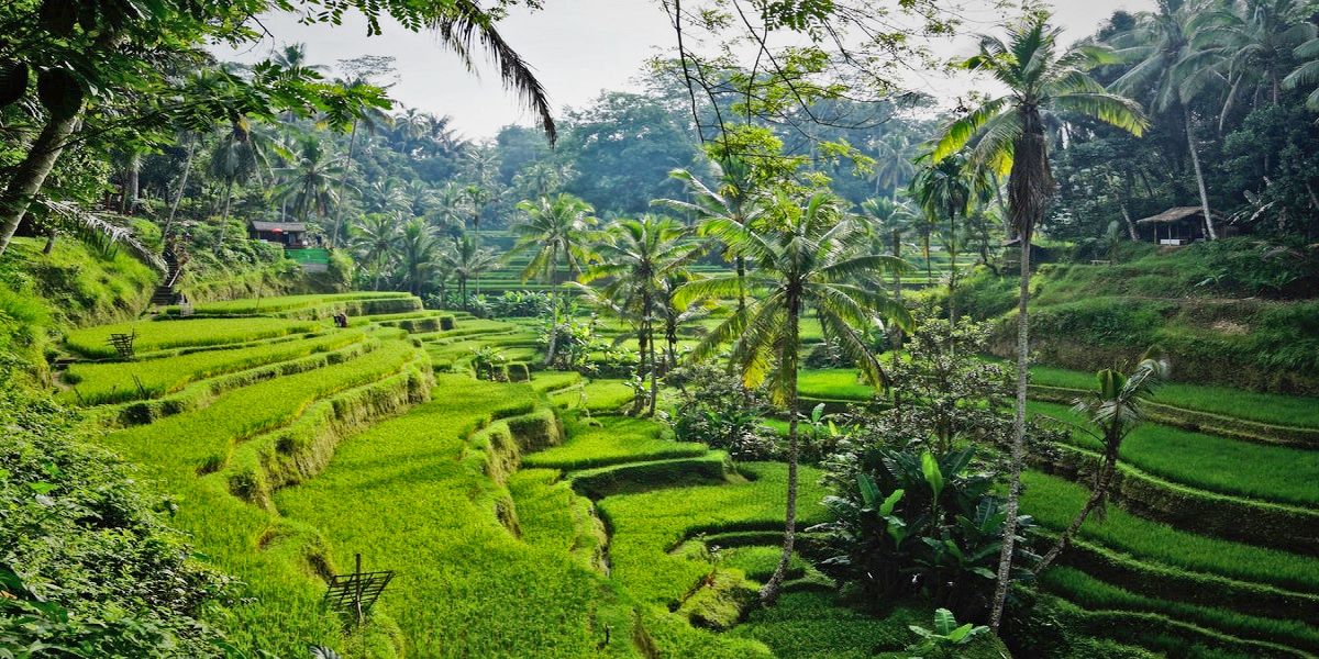 Bali putovanje aranžmani cene i iskustva 2020 | Jungle Tribe